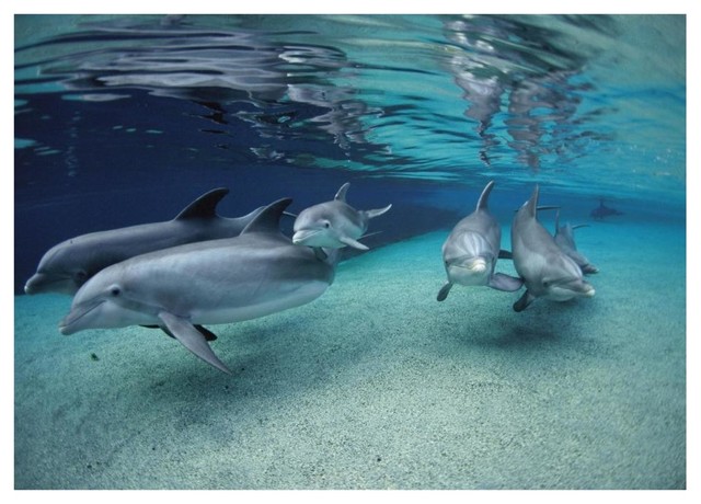 Bottlenose Dolphin Group Swimming In Shallow Water, Hawaii-Paper Art ...