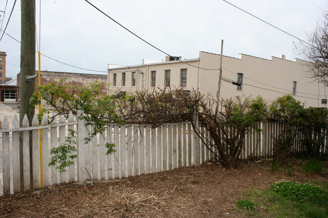 How NOT to prune a Lady Banks