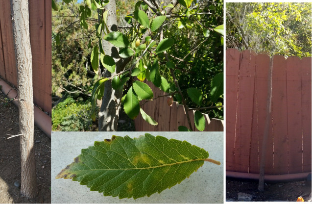 Tall, straight tree with serrated alternate leaves