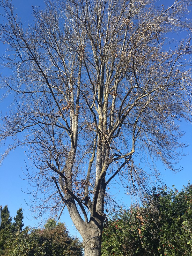 Help! Poplar Tree dying?