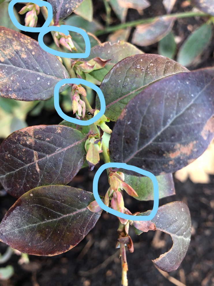 Blueberry flower bud vs leaf bud