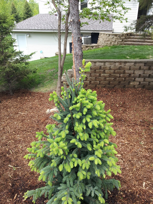 Leader not producing new growth - Picea Abies 'Cupressina' | Houzz Forum