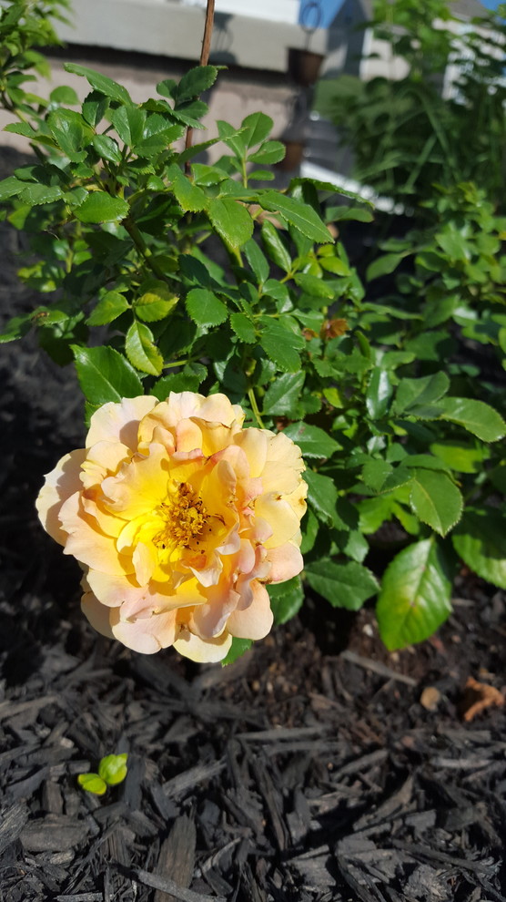 Caribbean Breeze Rose