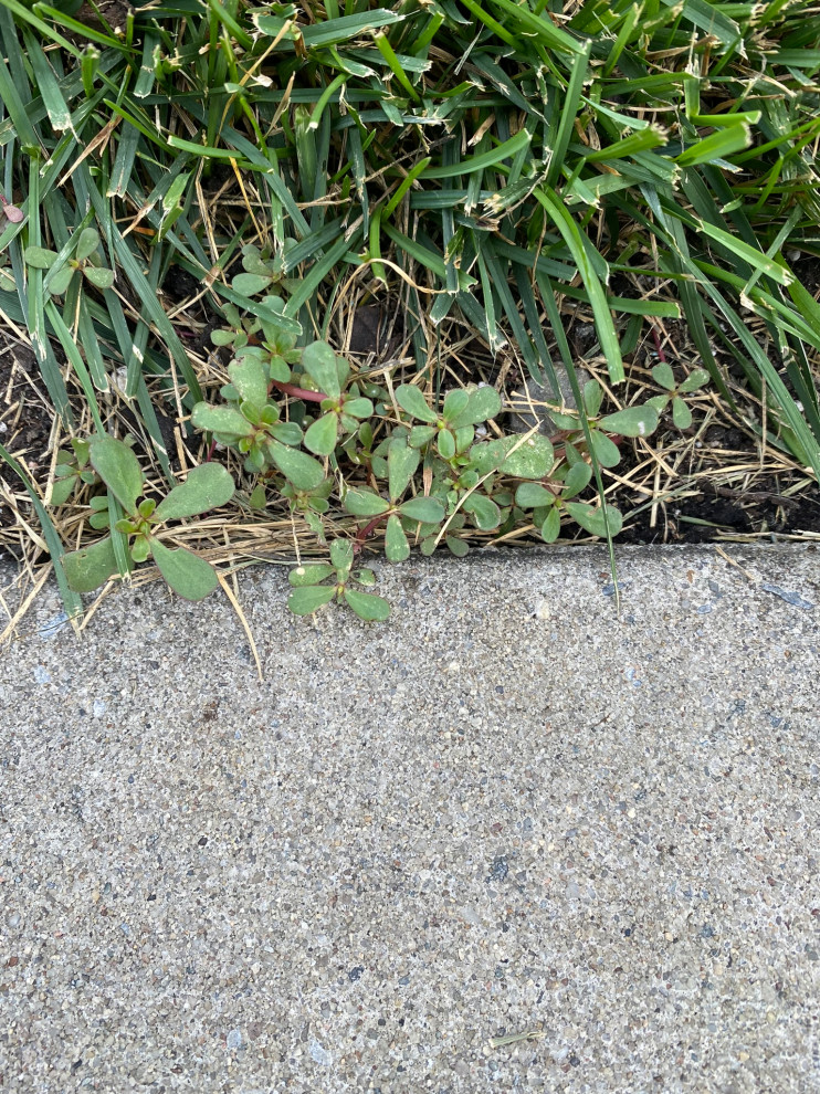 Can you help me eliminate these weeds Can you help me eliminate these weeds