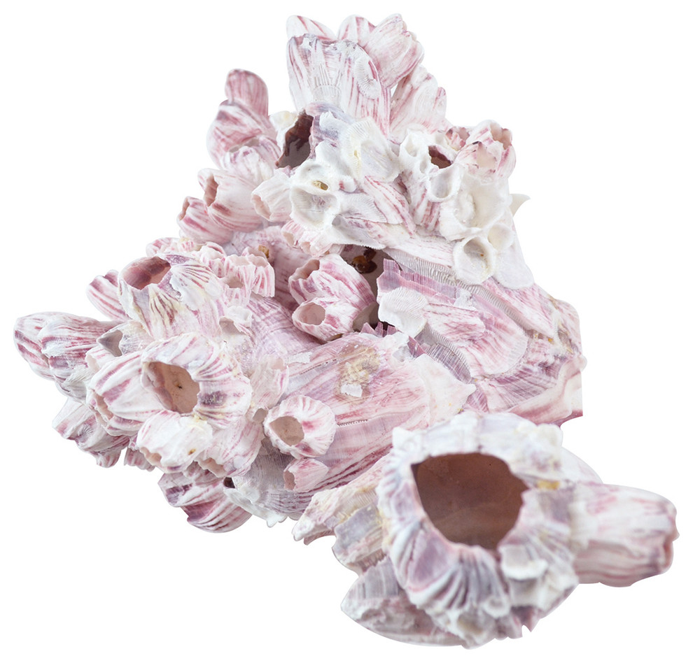 Barnacle Cluster - Beach Style - Decorative Objects And Figurines - by ...