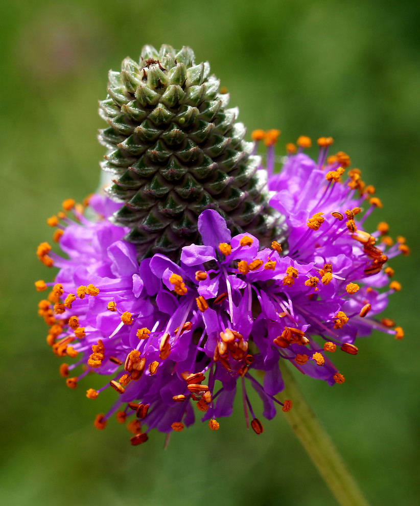 Wondering what this Central Texas wildflower might be...