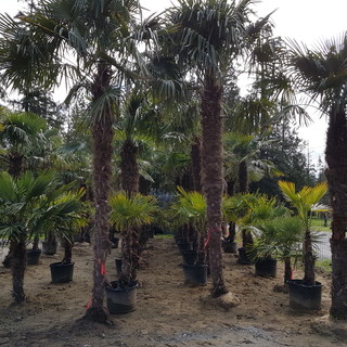 PALM TREES CANADA - Project Photos & Reviews - Coquitlam, BC CA | Houzz