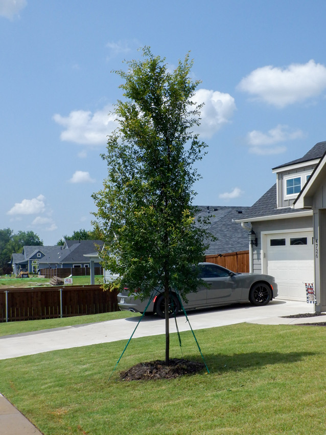 Allee Elm - Dallas - by Treeland Nursery | Houzz