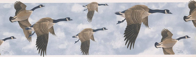 Canada Geese Wallpaper Border Brown Black Black Blue 7"x15' Gl76361 ...