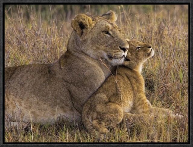 Baby Lion With Mother, 16"x12" - Contemporary - Prints And Posters - by ...