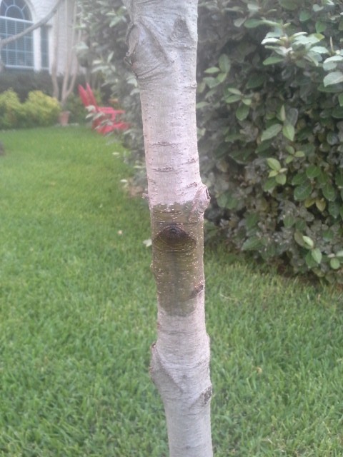 Canby Oak Bleeding Sap