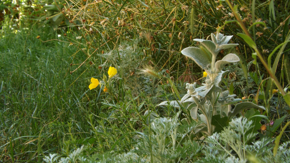 aiuole di erbacee perenni - Moderno - Jardín - Otras zonas - de ...