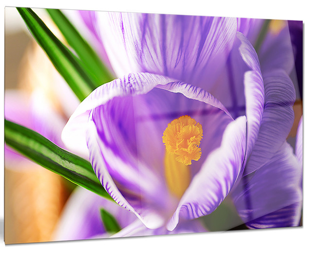 "Blooming Crocus Flower" Glossy Metal Wall Art, 40"x30" - Contemporary ...
