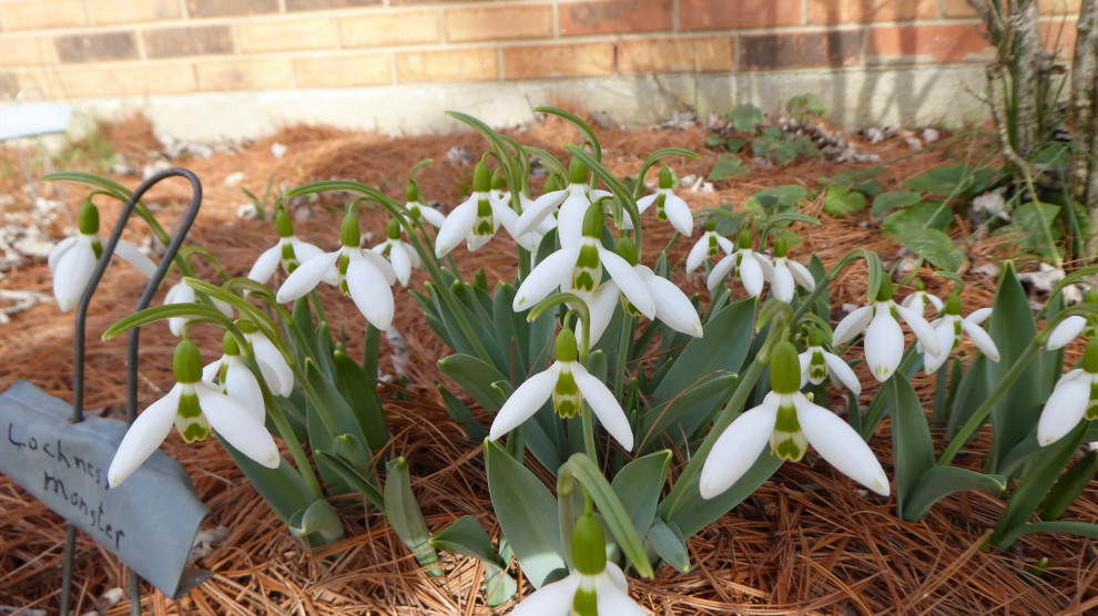 A Few Spring flowers | Houzz Forum