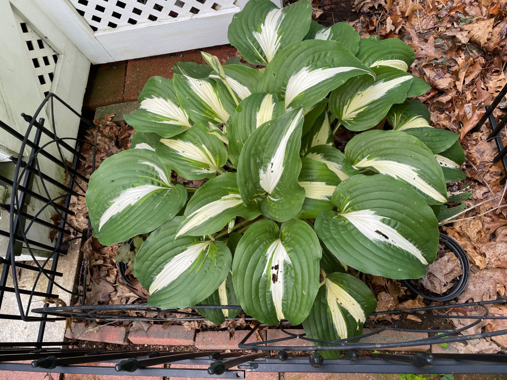 Does anyone recognize this wrongly-labeled hosta?