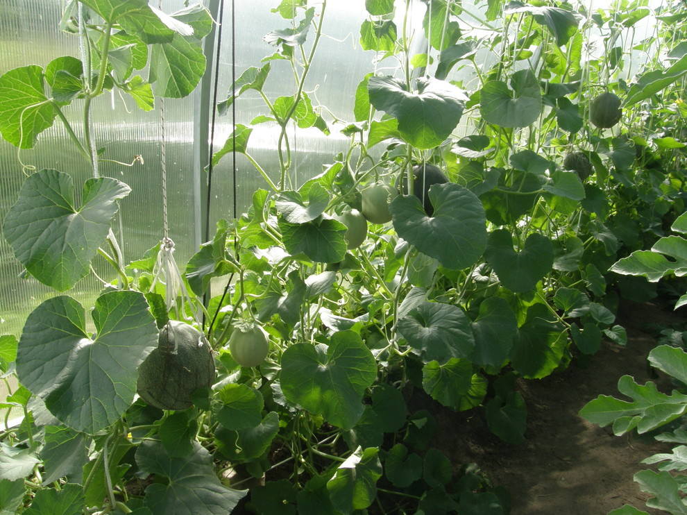 My melon experience | Houzz Forum
