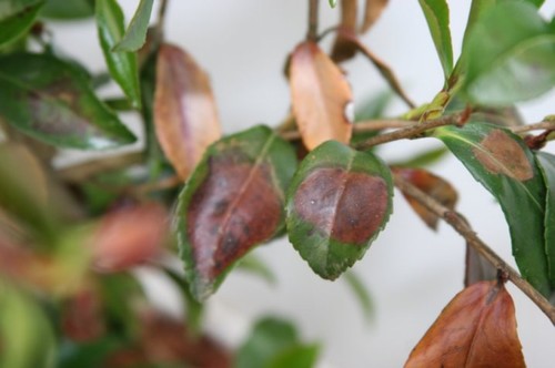 Camellias losing leaves - why?