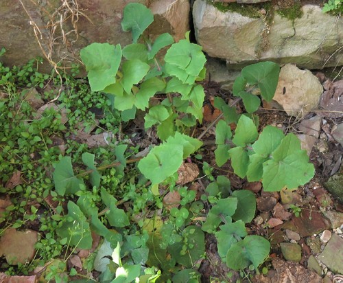 Basal Rosette