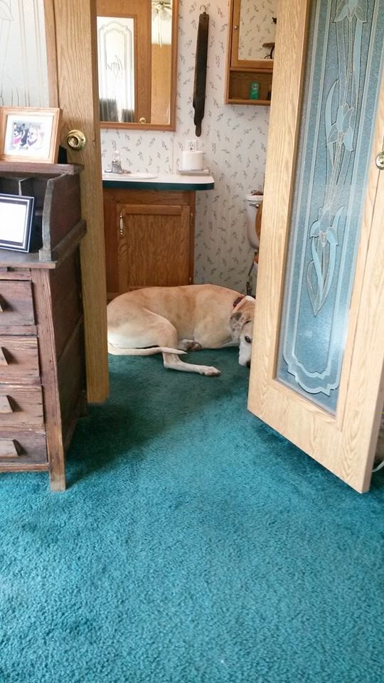 velcro dogs
