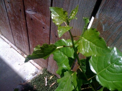 Broadleaf Weed Identification