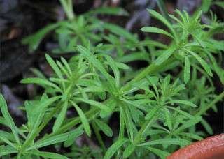 Sticky Weed, Sticky Willy, Velcro Weed