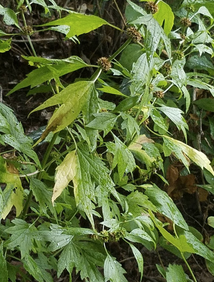 Weed that causes blistery rash