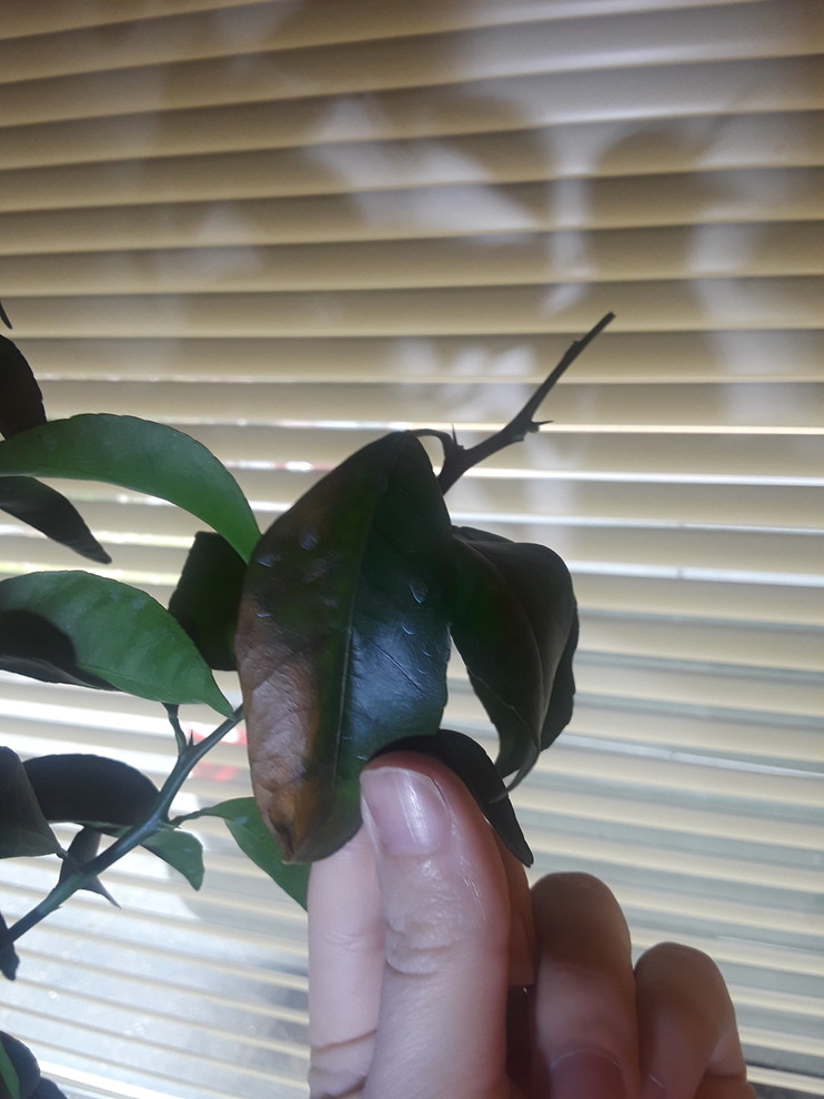 Sick Orange patio tree