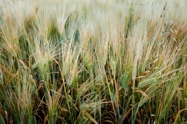Jc Wheat Cu, Canvas Giclee, 24"x16" - Rustic - Prints And Posters ...