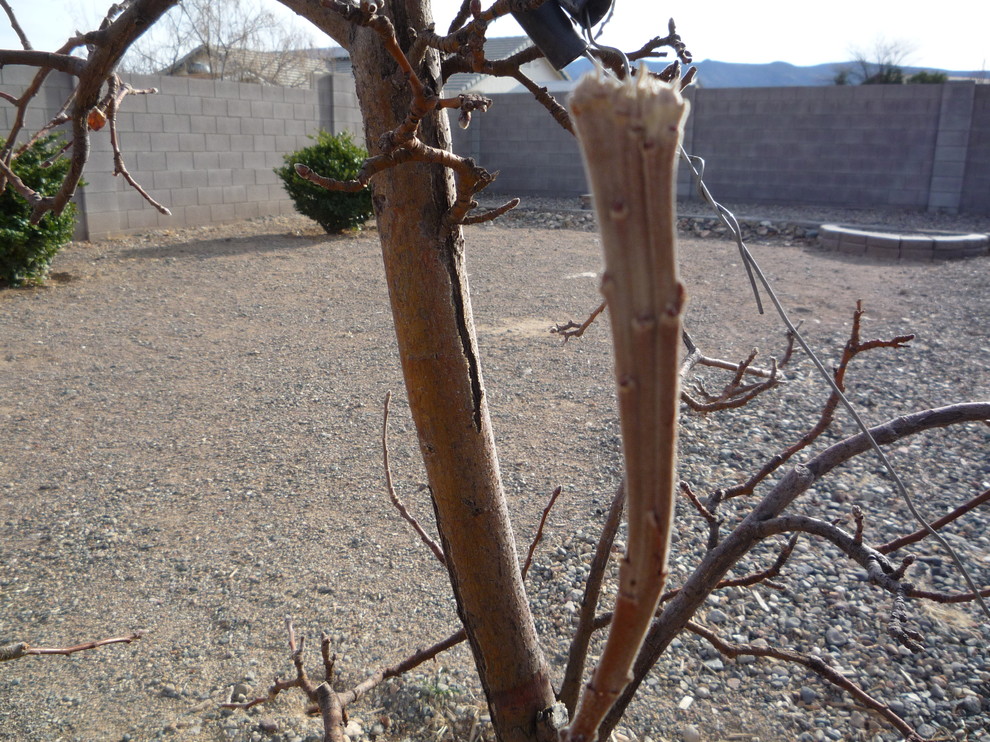 Distorted new growth tip?