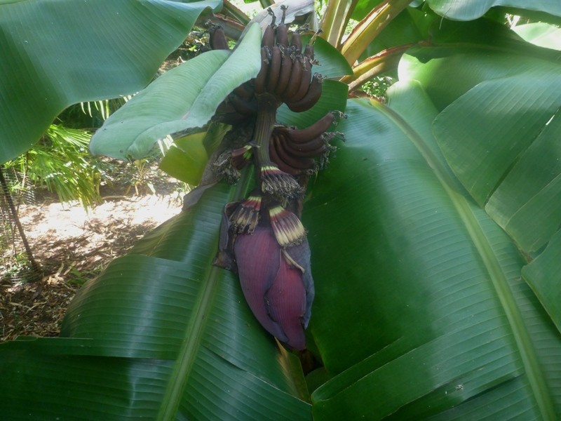 Red Dacca Bananas