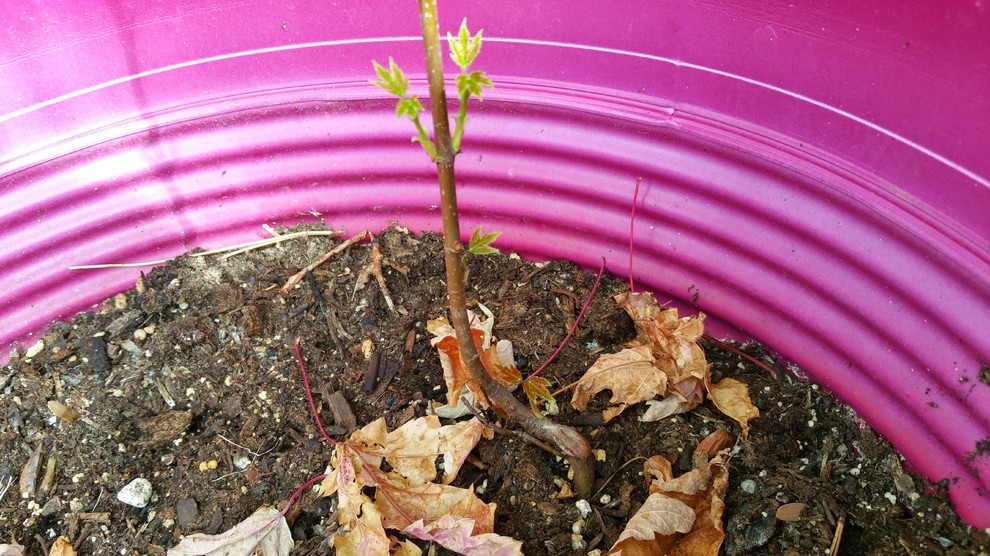 Bent Trunk Maple Seedling - Can it Ever Recover?