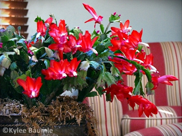 Great Houseplant: Holiday-Blooming Cactus