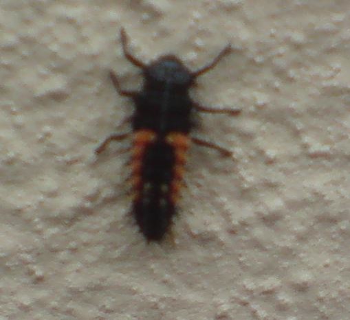 Do you know what this bug is?