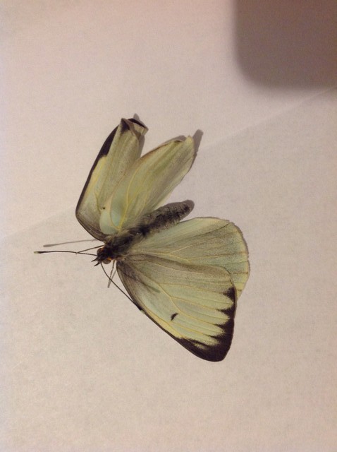 One Butterfly Deformed.