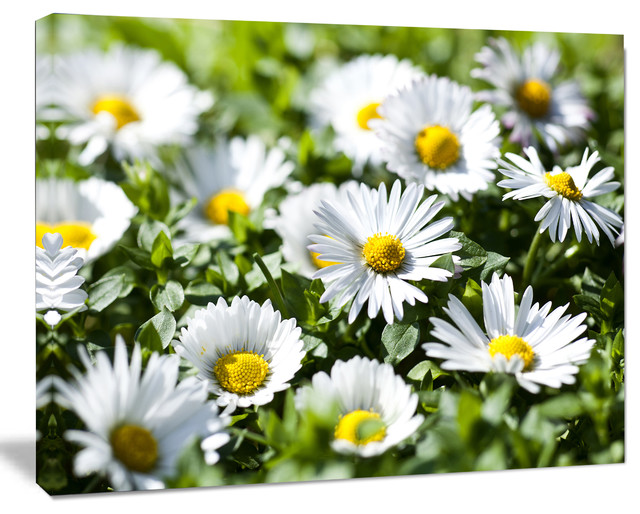 Spring Background with White Flowers, Floral Canvas Art Print, 20"x12 ...