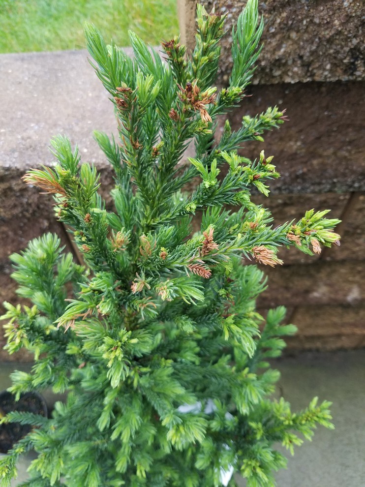 Cryptomeria Black Dragon problem?