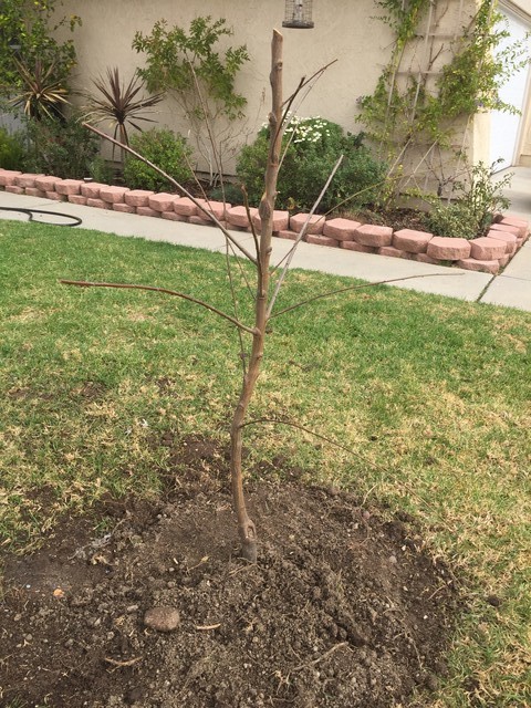 weeping Santa Rosa plum