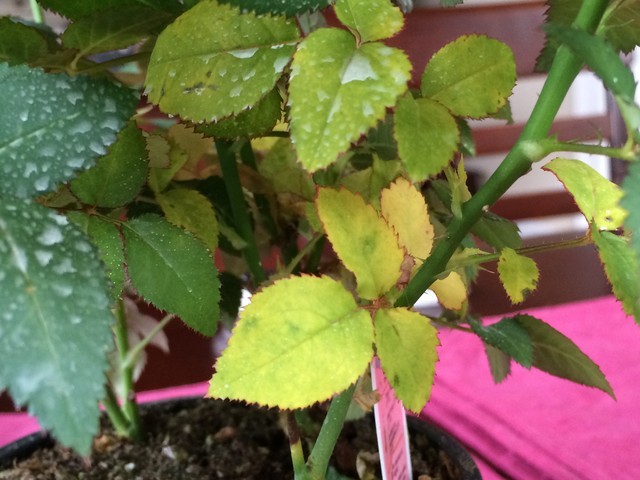 yellowing leaves of mini rose