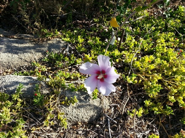 Shrubby Tree with Beautiful Flower