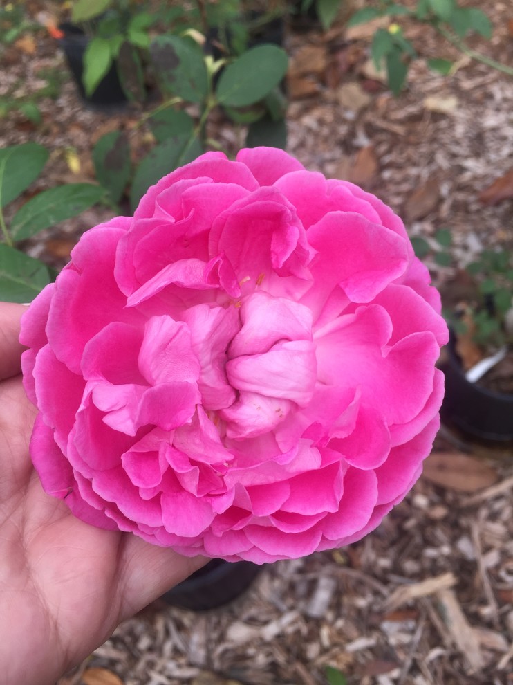 Attention-seeking roses