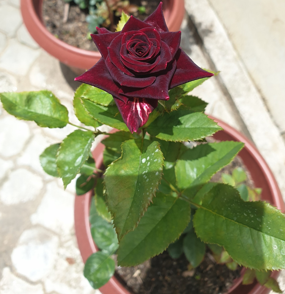 Roses Identification please?