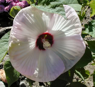 Dwarf Hardy Hibiscus