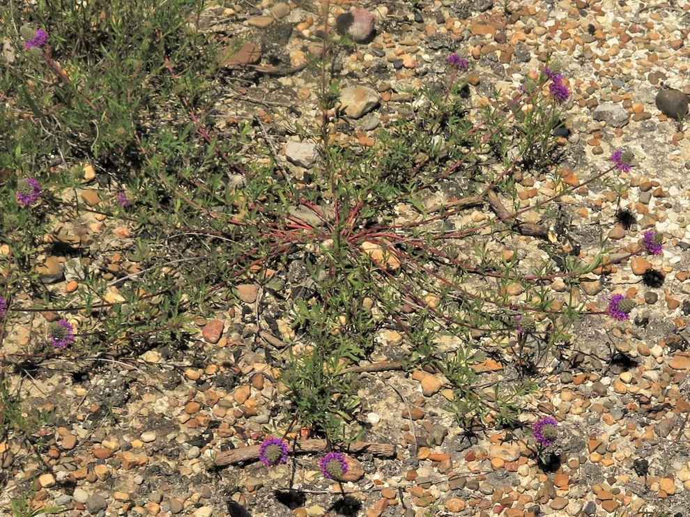 Dalea compacta (Compact Prairie Clover)