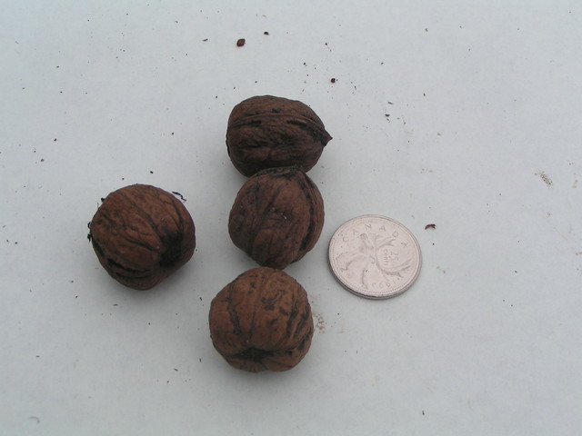 Nut identification
