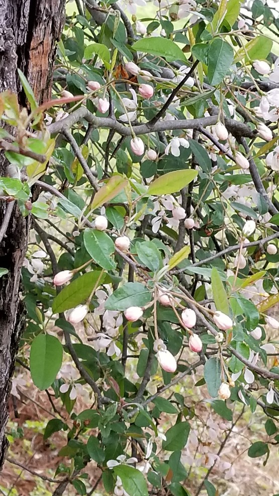 Thorny cherry tree? Is it invasive?