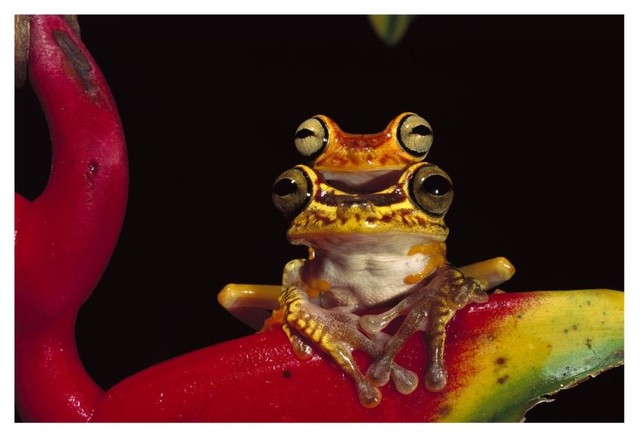 Chachi Tree Frog Pair, Cotacachi-Cayapas Reserve, Northwest Ecuador ...