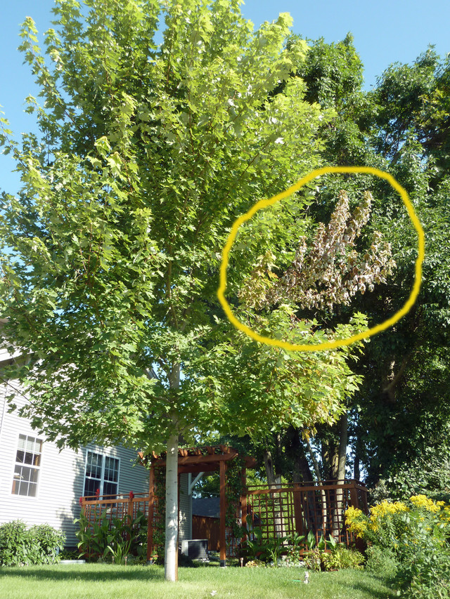 Autumn Blaze Maple Problem