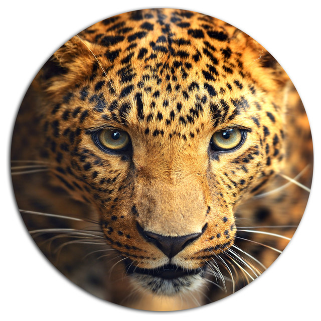 Leopard Face Close-Up, Animal Disc Metal Artwork, Disc of 11 inch ...