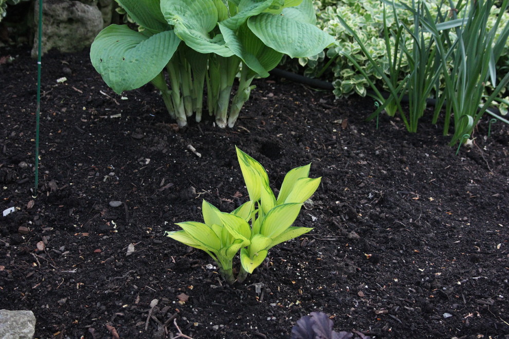 Confirm ID: June Fever?