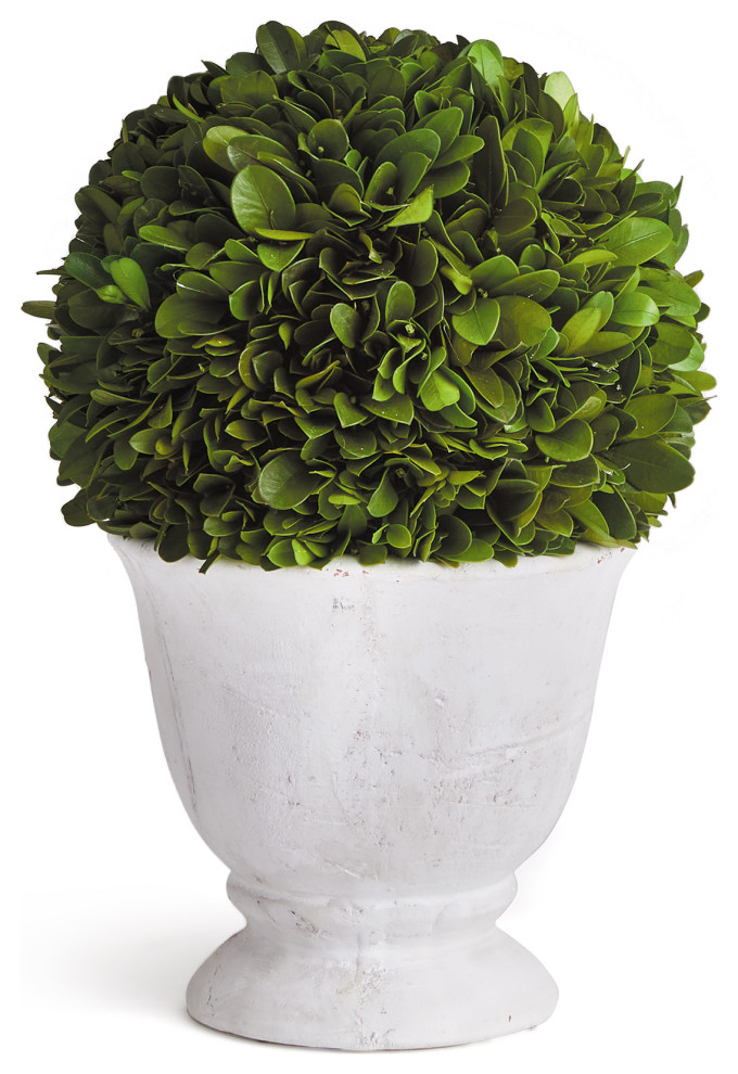 Boxwood Ball Topiary, Pot Small, 6.25x6.25x9.5;Pot: 5x5x5 - Plants - by ...